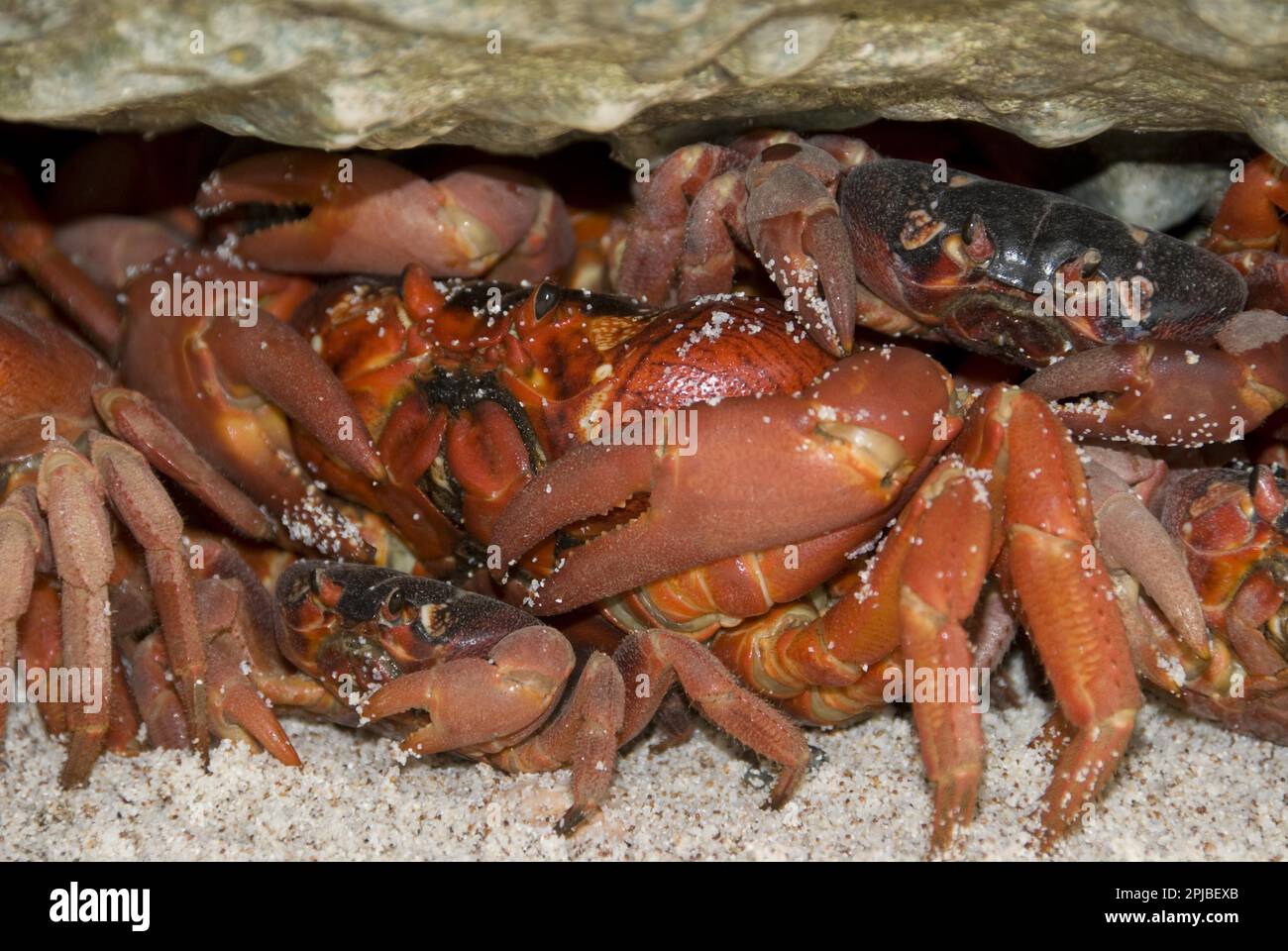 Christmas island red crab (Gecarcoidea natalis), Christmas Island Crab ...