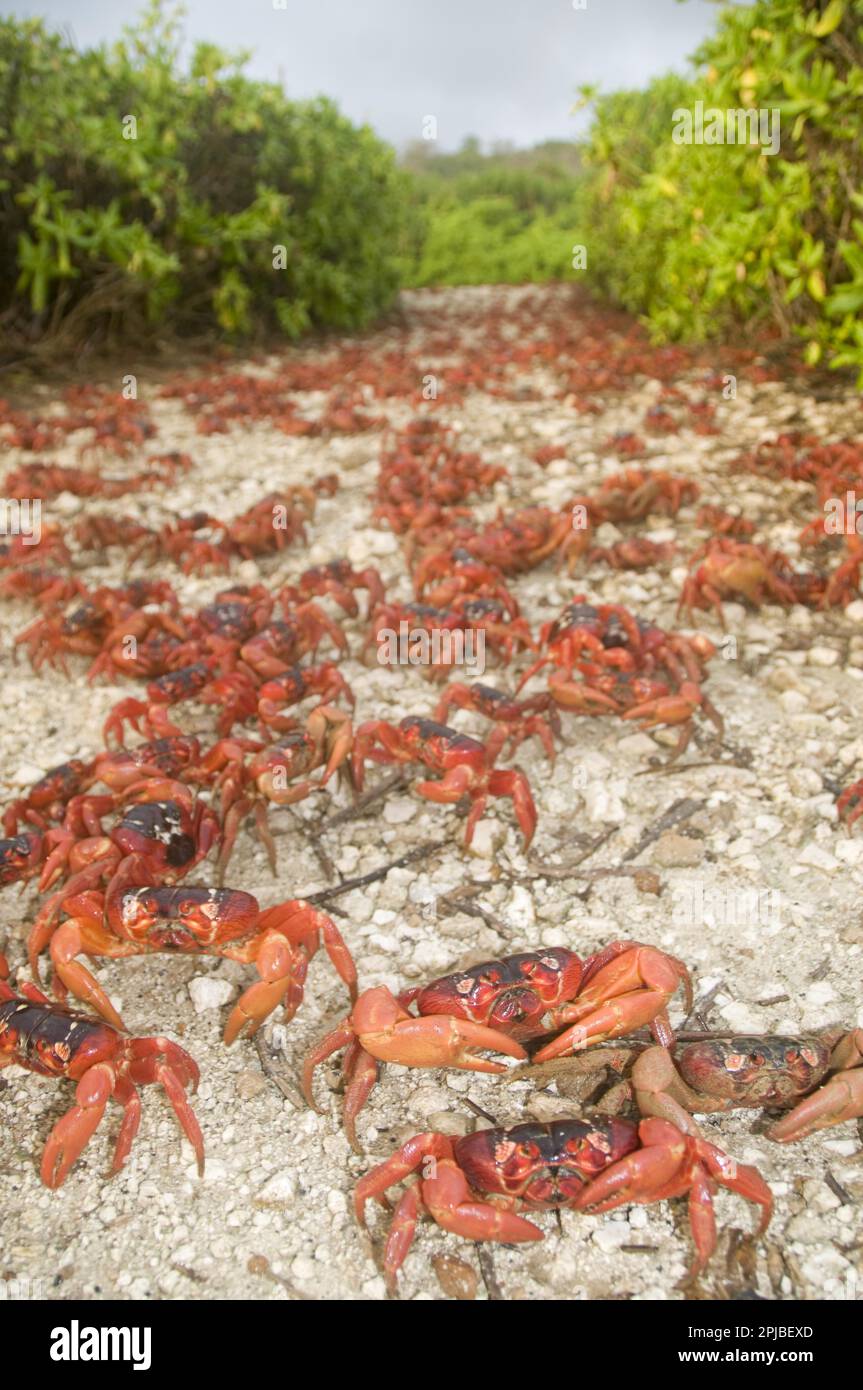 Christmas island red crab (Gecarcoidea natalis), Christmas Island Crab ...