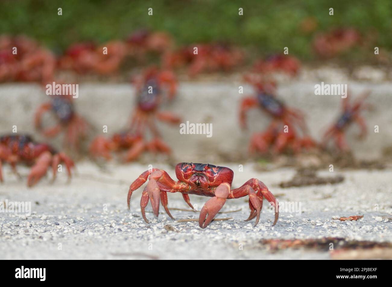 Christmas island red crab (Gecarcoidea natalis), Christmas Island Crab ...