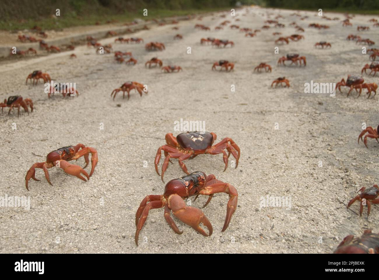 Christmas island red crab (Gecarcoidea natalis), Christmas Island Crab ...