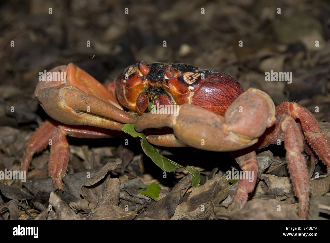 Christmas island red crab (Gecarcoidea natalis), Christmas Island Crab ...