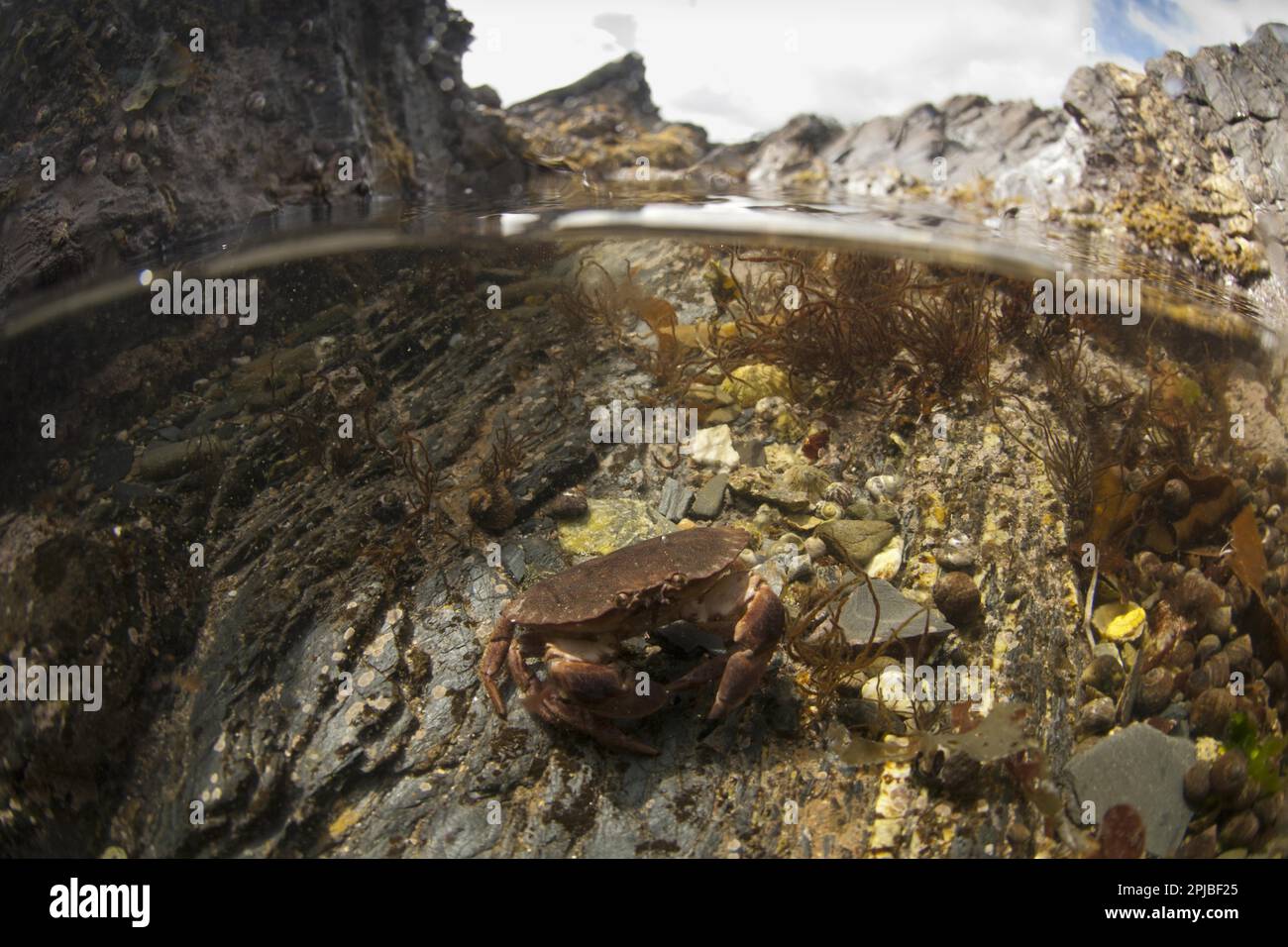 Crab in rockpool hi-res stock photography and images - Alamy