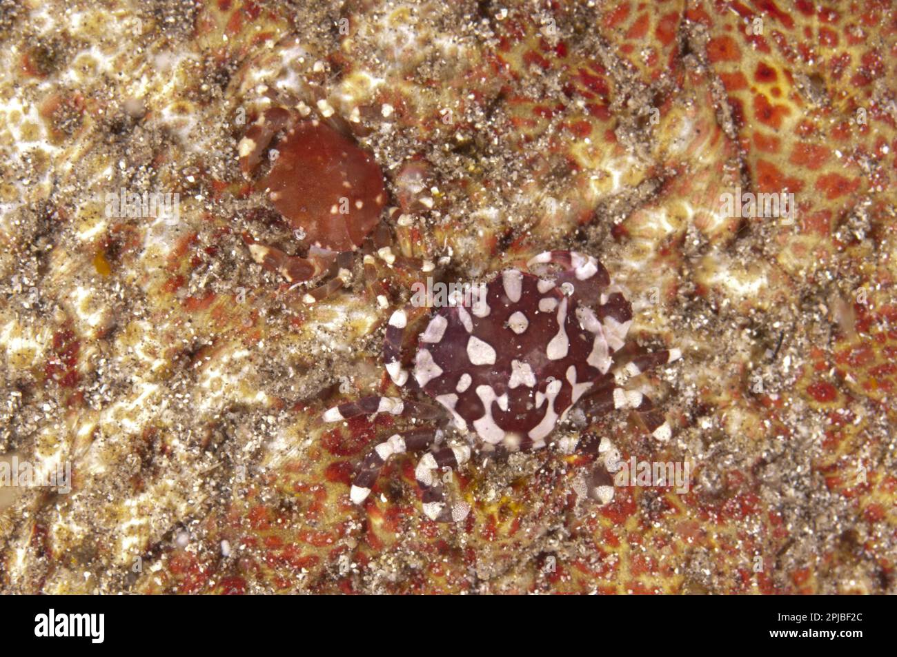 Swimming crab, Swimming crabs, Other animals, Crabs, Crustaceans ...