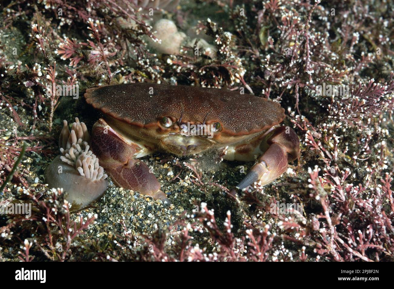 Edible crab, edible crabs (Cancer pagurus), Other animals, Crustaceans ...