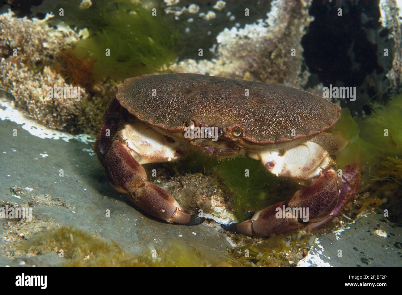 Edible crabs (Cancer pagurus), Other animals, Crustaceans, Animals ...