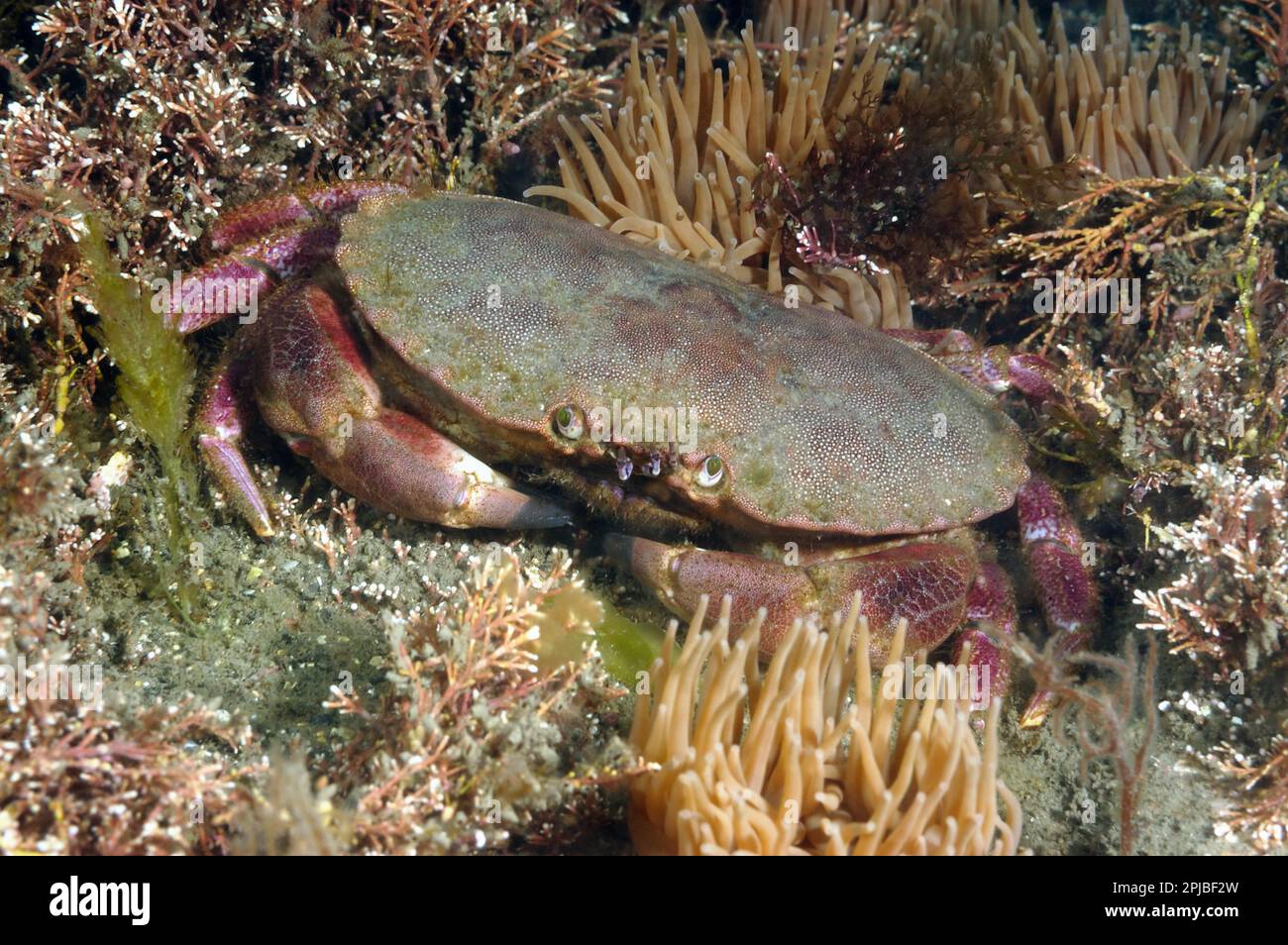 Edible crabs (Cancer pagurus), Other animals, Crustaceans, Animals ...