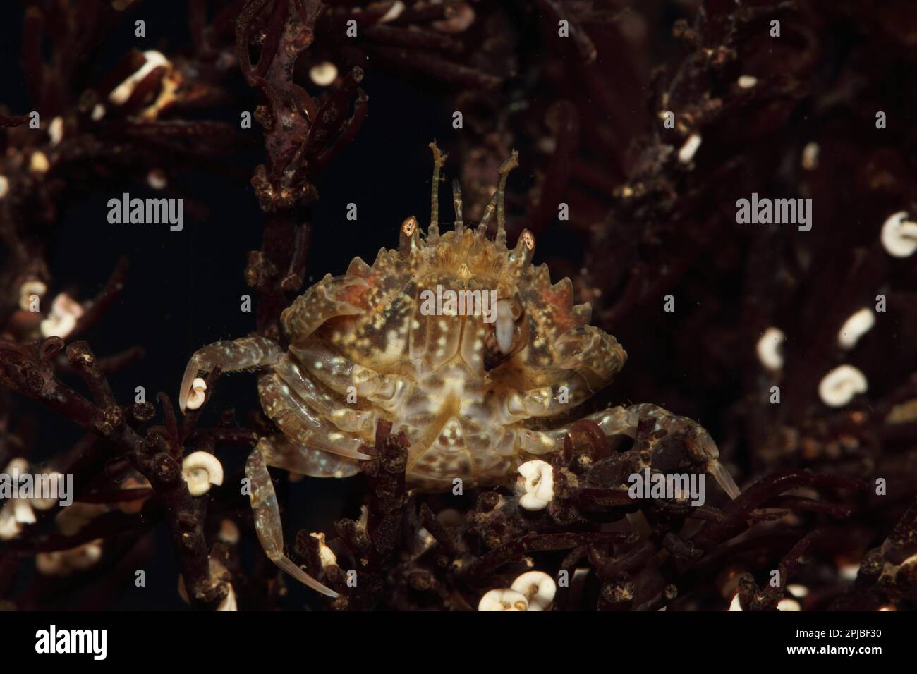 Crab, Crabs, Other animals, Crustaceans, Animals, Short-tailed Crab ...