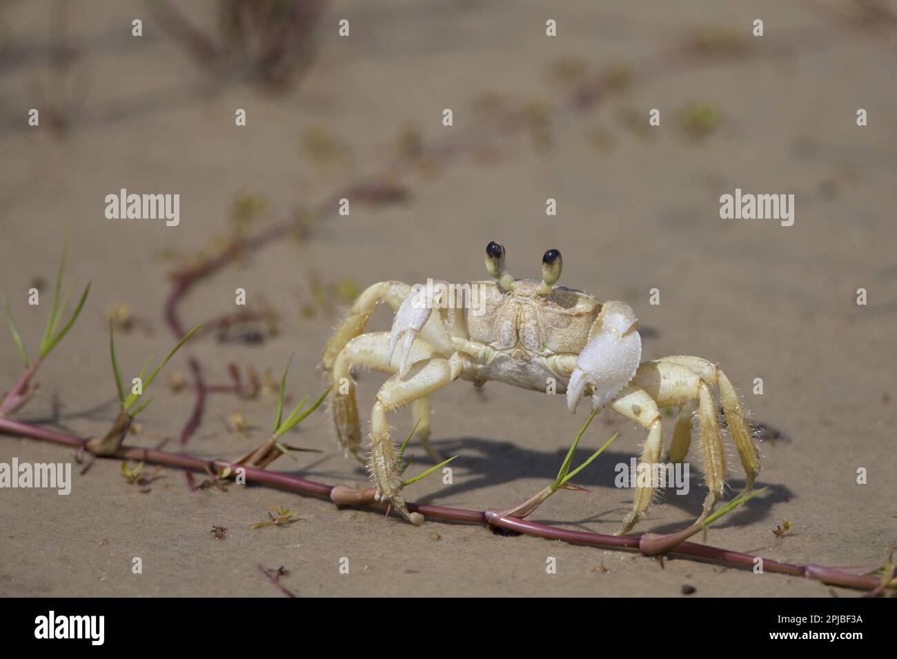 Atlantic ghost crabs (Ocypode quadrata), Ghost Crab, Ghost Crab, Ghost ...