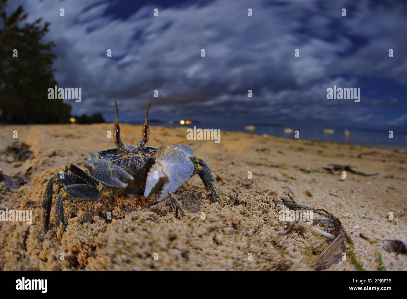 Ghost crab on beach at night madagascar hi-res stock photography and images - Alamy