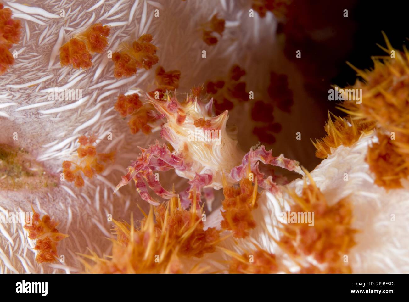 Dendronephtya crab (Hoplophrys oatesii) adult, on soft glomerated tree ...