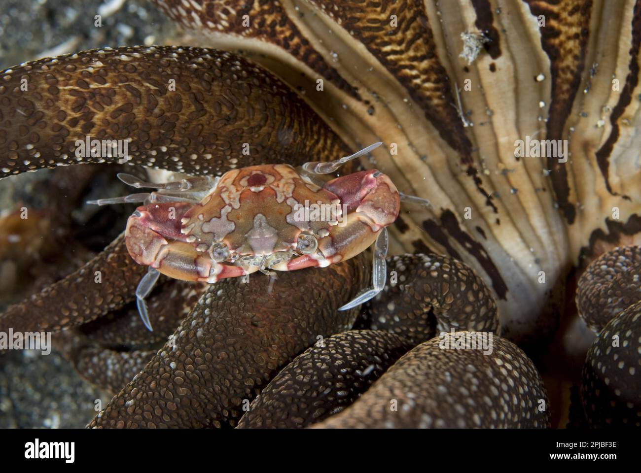 What Animals Are Crustaceans