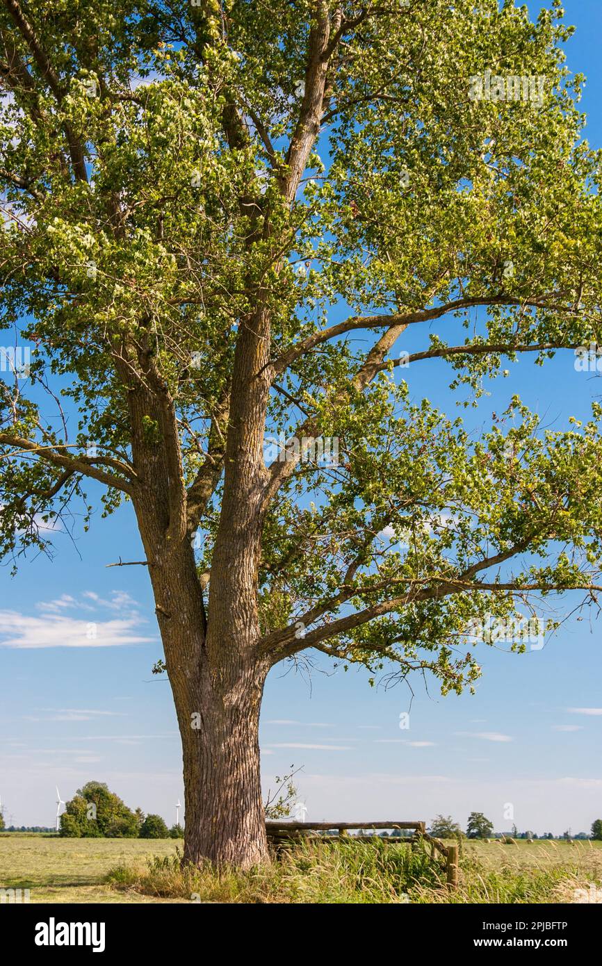 x canescens GREY POPLAR (Populus Stock Photo - Alamy