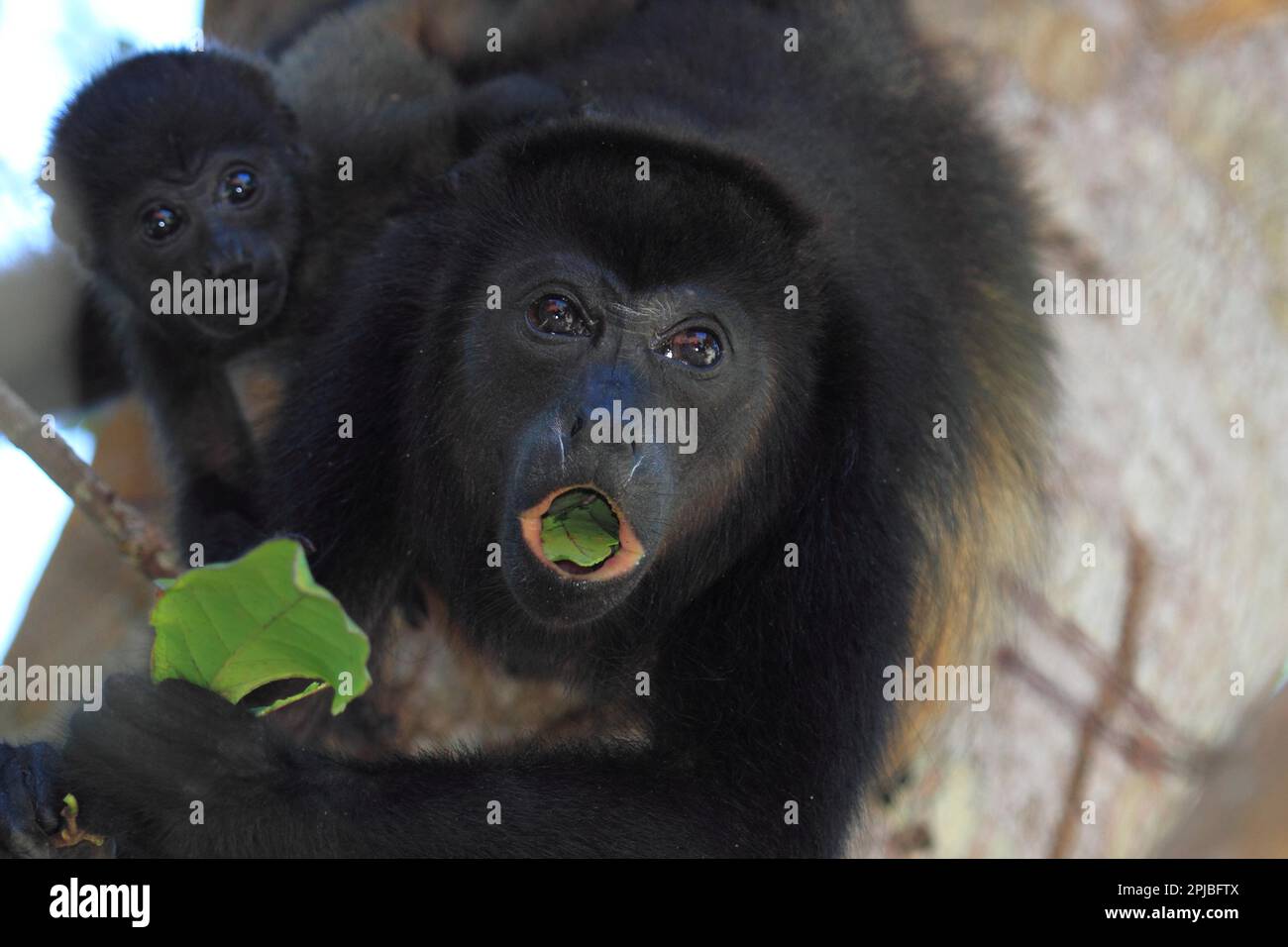 Mantled howler monkey Stock Photo - Alamy