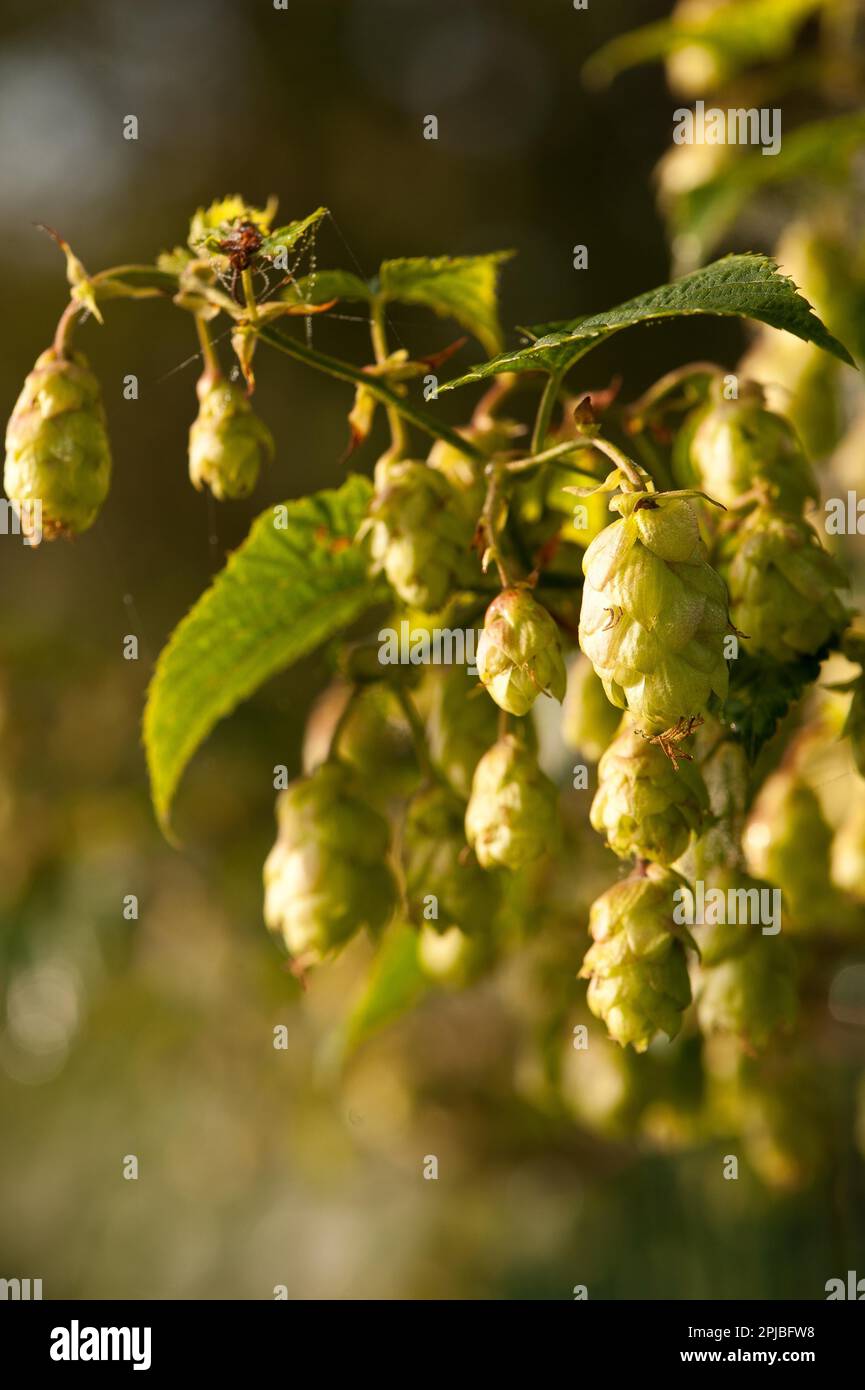 Ornamental hops hi-res stock photography and images - Alamy