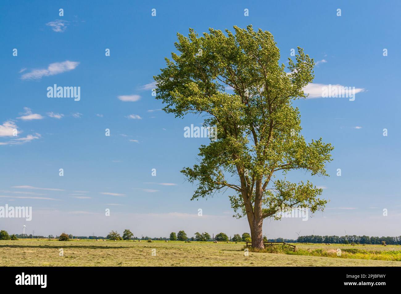 x canescens GREY POPLAR (Populus Stock Photo - Alamy