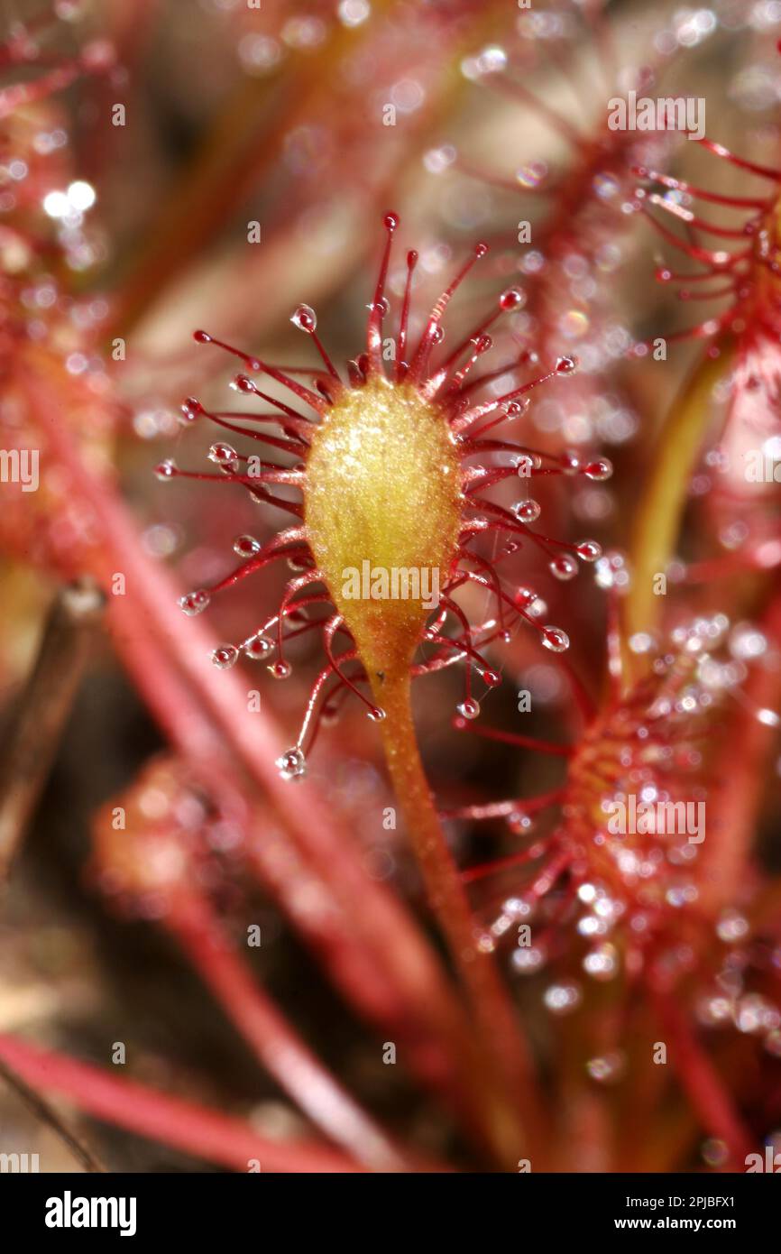 Sundew macro hi-res stock photography and images - Alamy