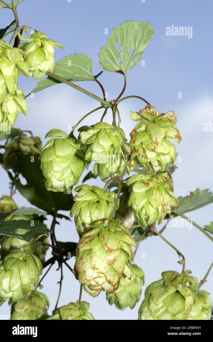 Ornamental hops hi-res stock photography and images - Alamy