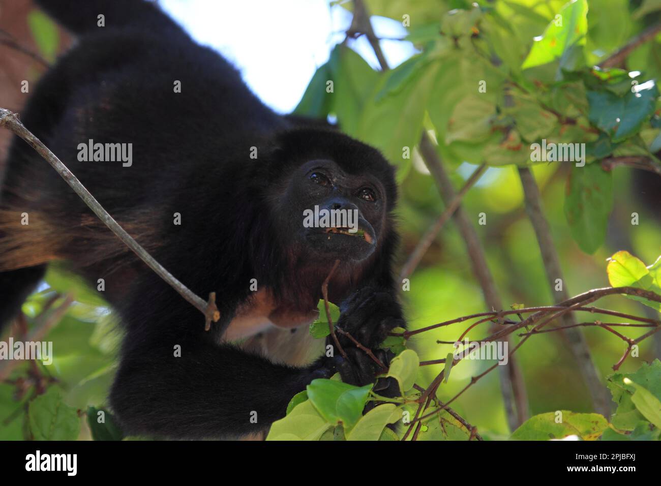 Mantled howler monkey Stock Photo - Alamy