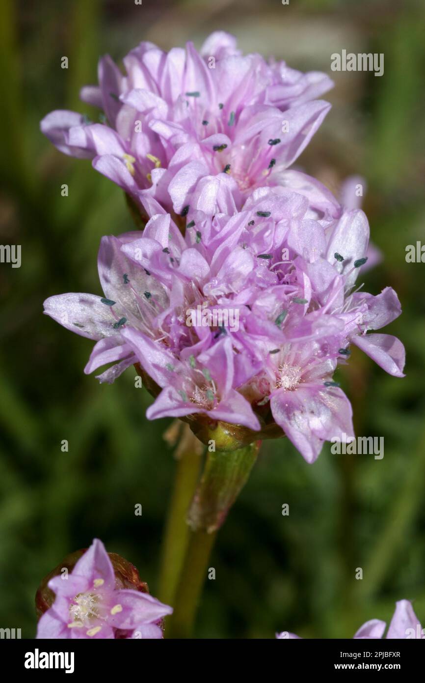 Beach grass carnation Stock Photo - Alamy