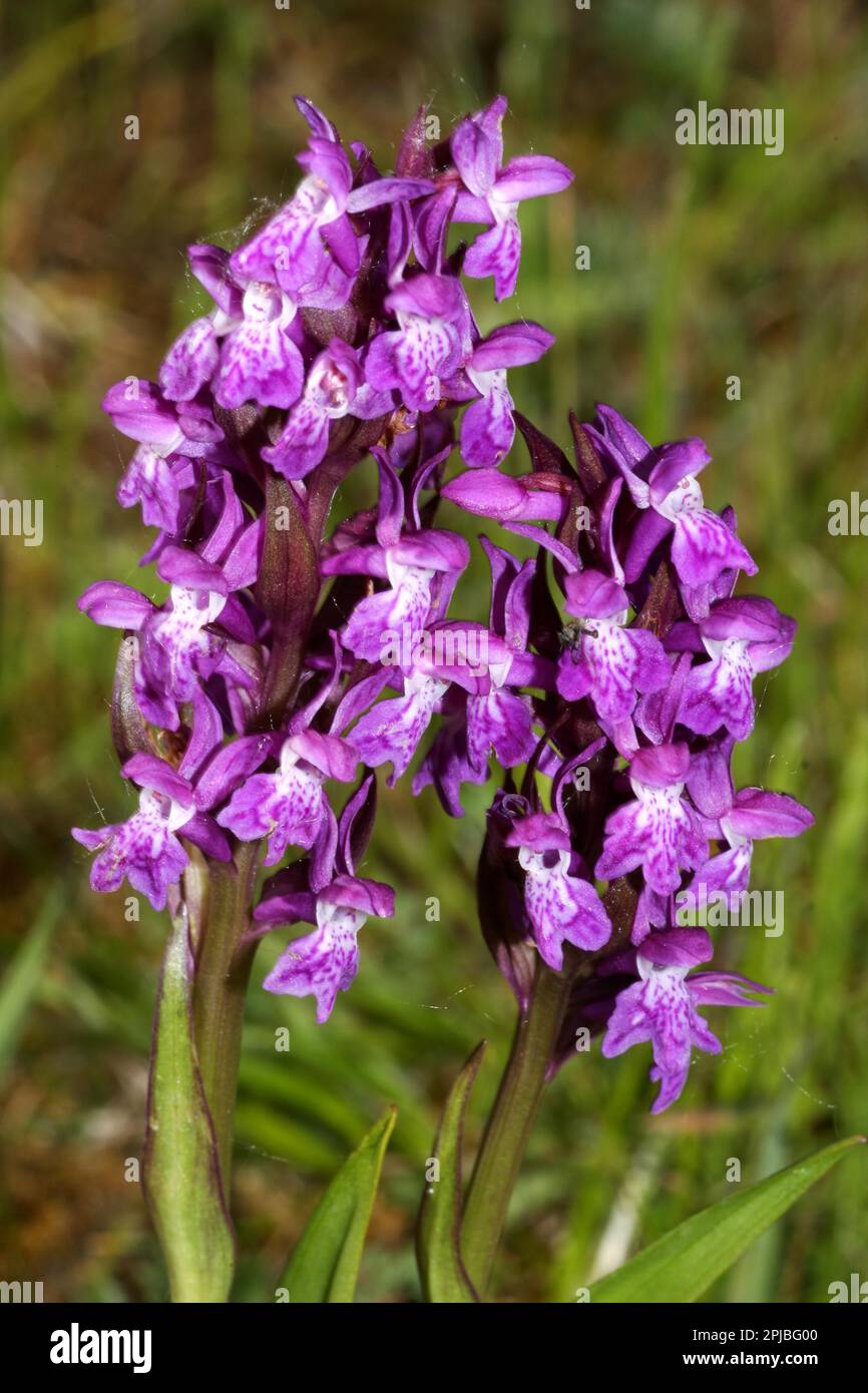 Overlooked orchid hi-res stock photography and images - Alamy