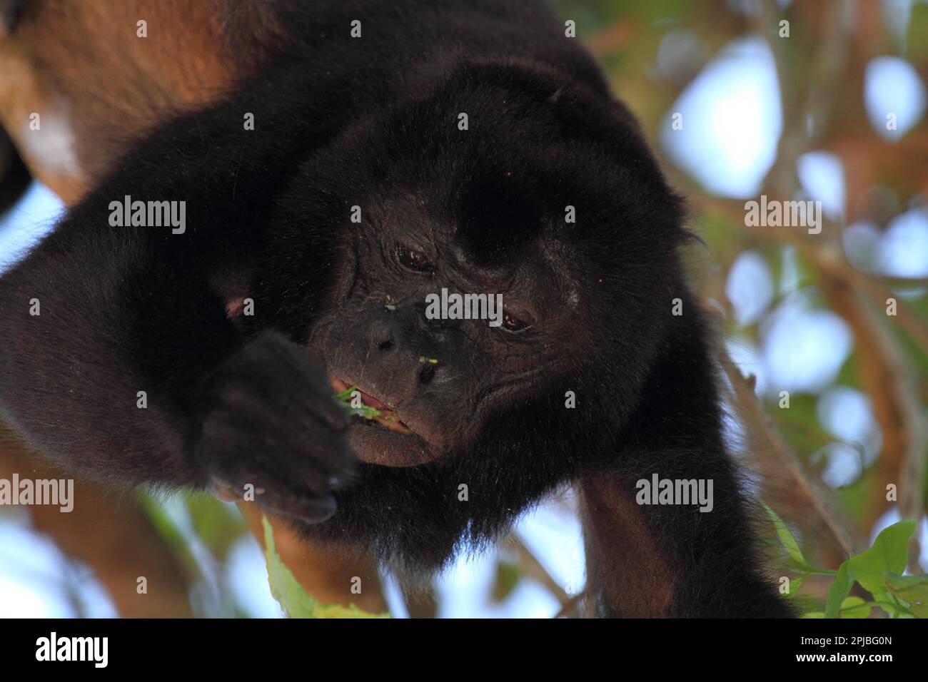 Mantled howler monkey Stock Photo - Alamy