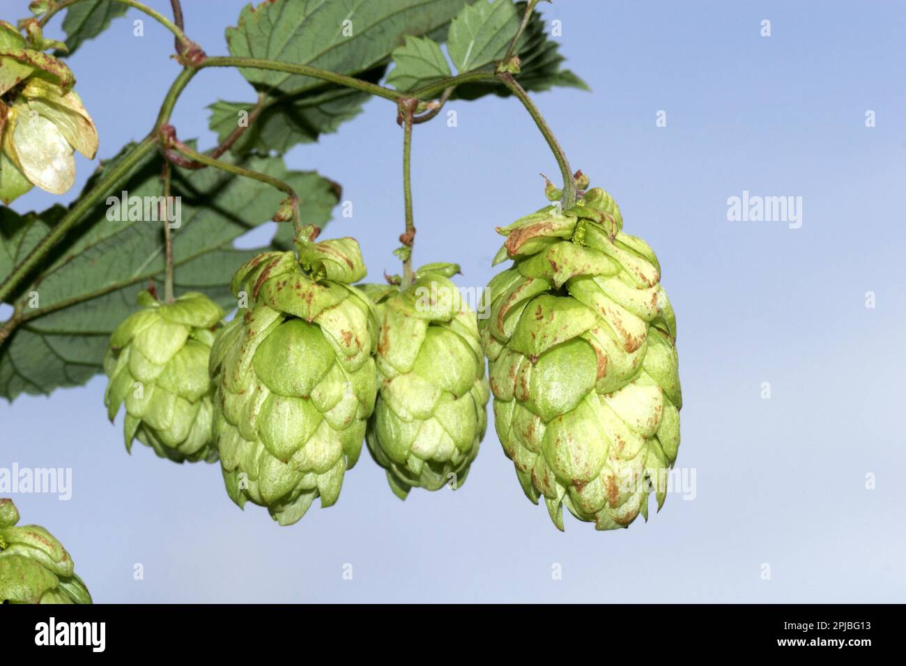 Hops blossom hi-res stock photography and images - Alamy