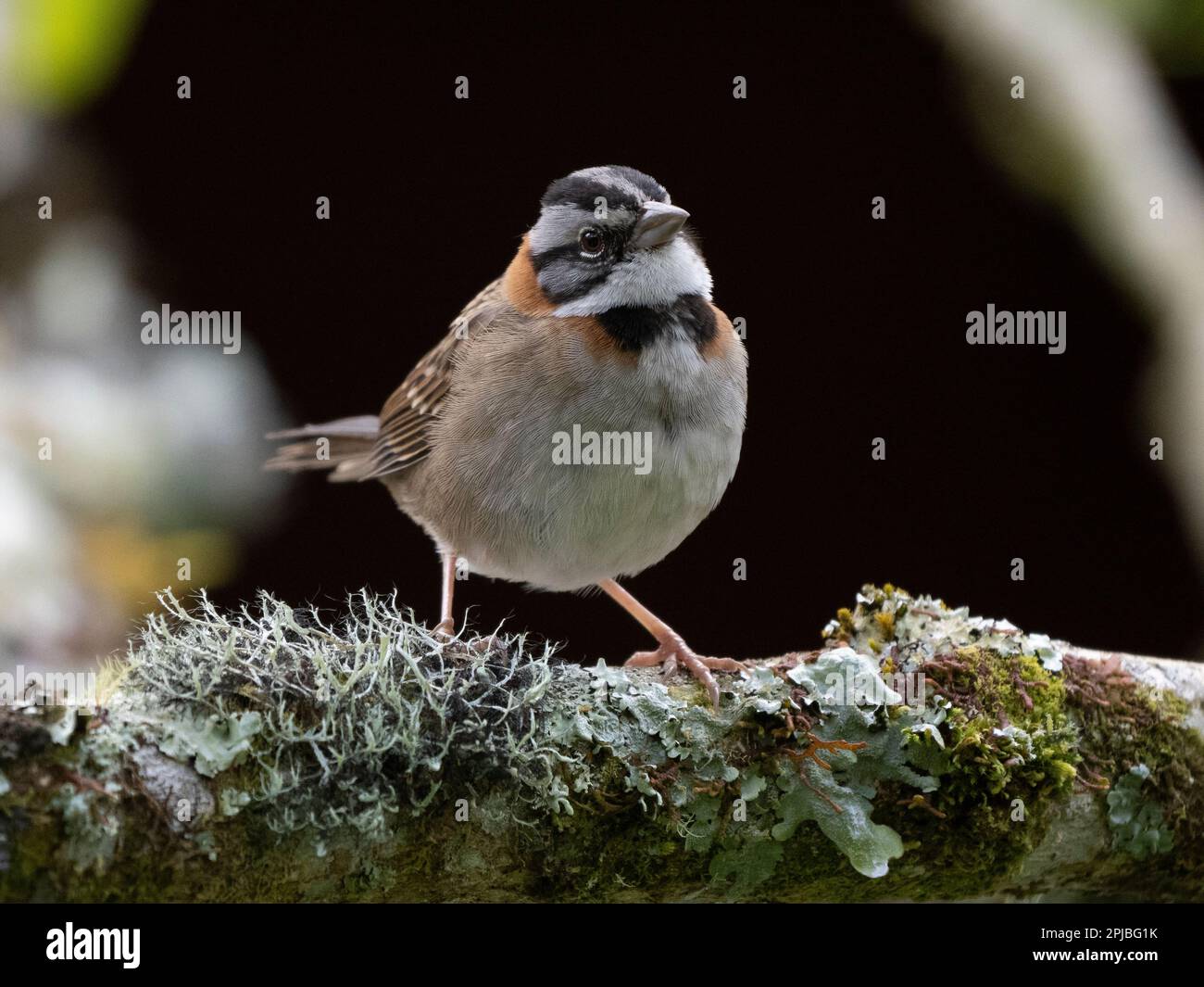Rufous-collared sparrow in cloud forest, Savegre, Costa Rica Stock ...