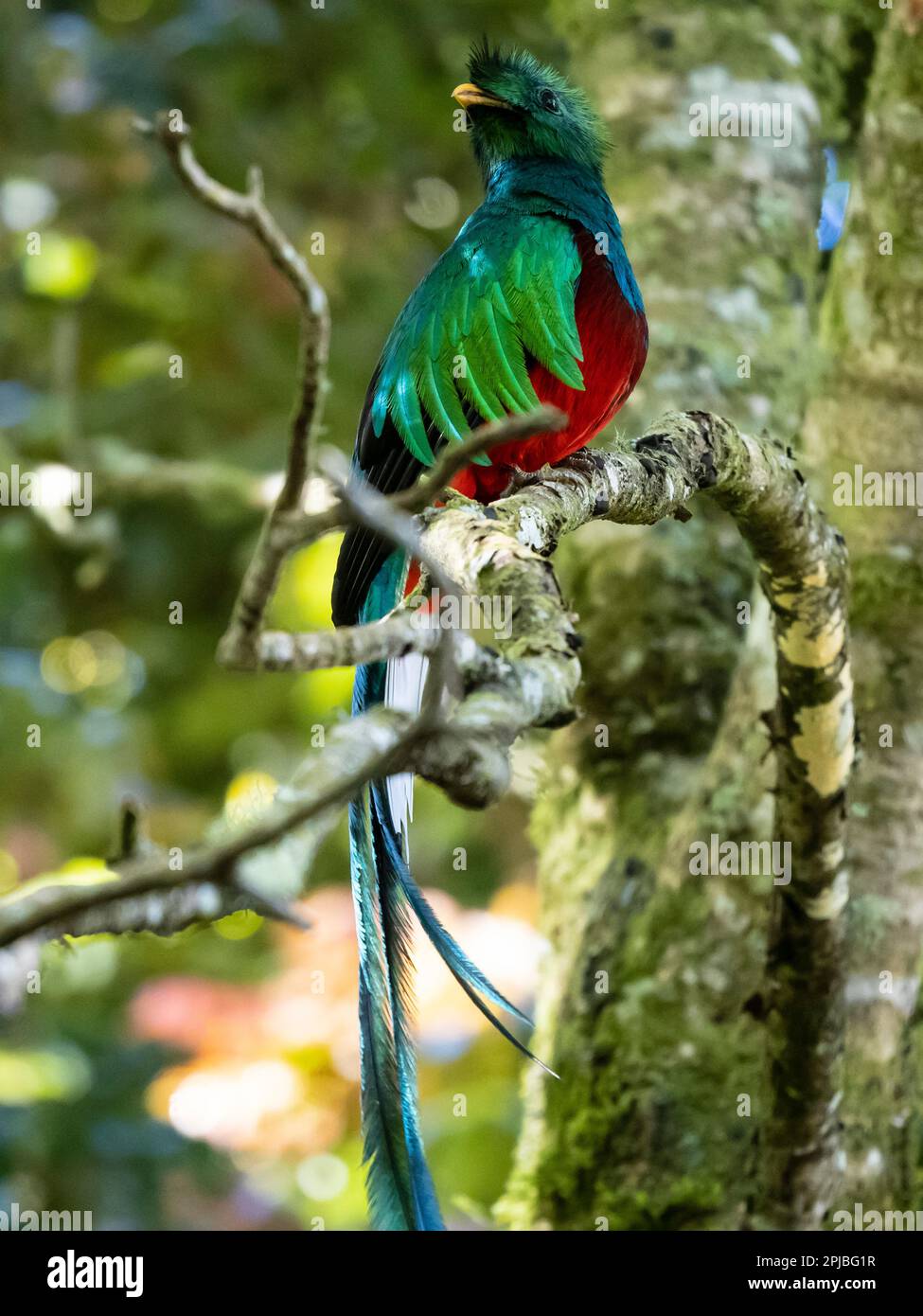 Resplendent quetzal in cloud forest. Savegre, Cost Rica Stock Photo - Alamy