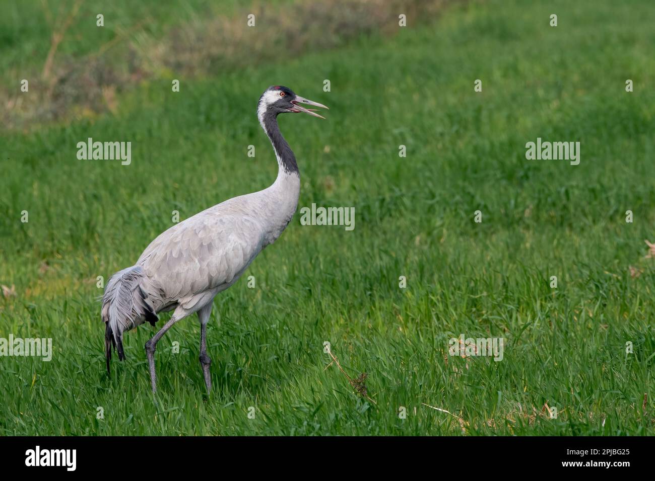 Common crane (Grus grus), also known as the Eurasian crane, observed ...