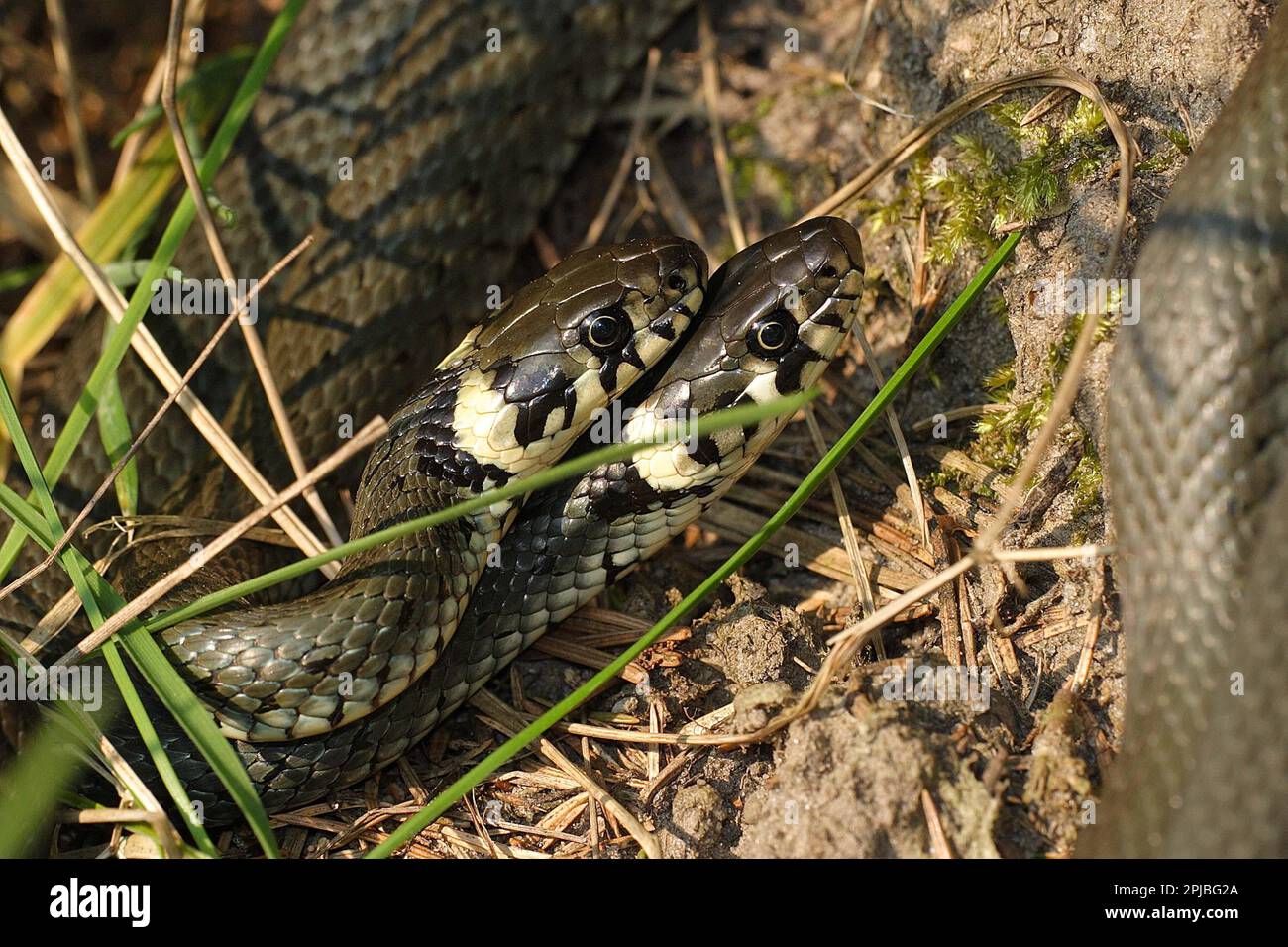Grass snake, two males, mating mood Stock Photo - Alamy