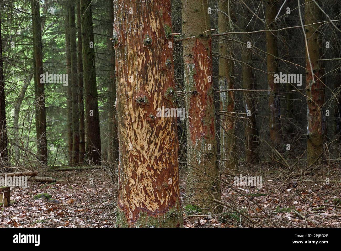 Peel wounds by red deer on spruce, game damage, game browsing Stock ...