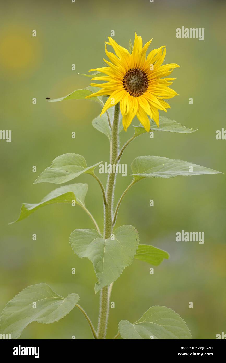 Botany asteraceae sunflower hi-res stock photography and images - Alamy