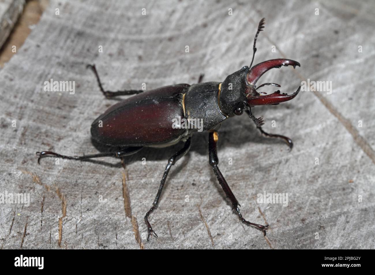 Stag beetle photography hi-res stock photography and images - Alamy