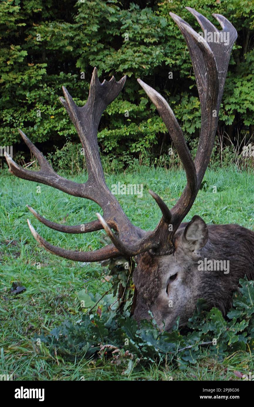 Dead red deer Stock Photo - Alamy