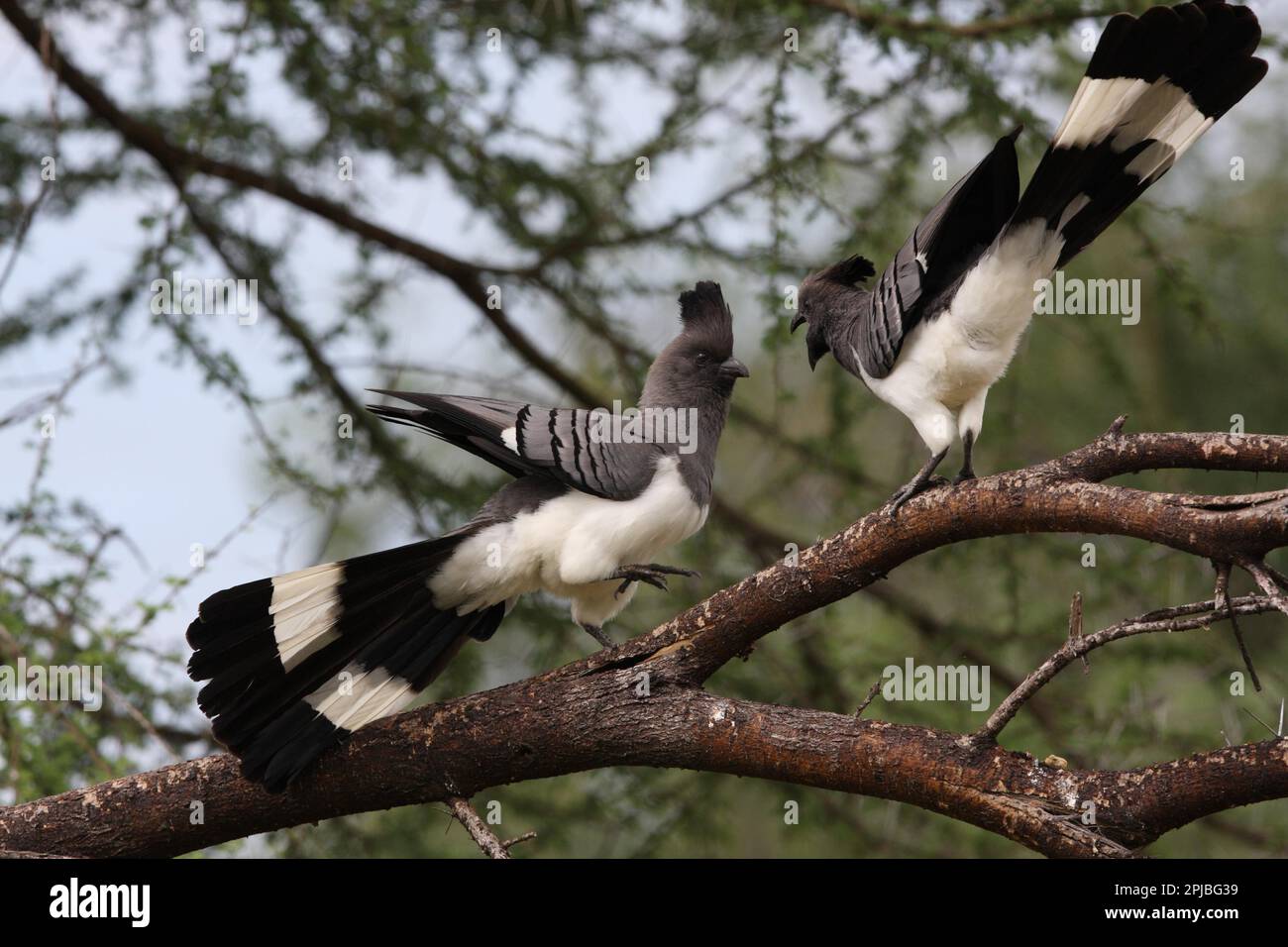 White-bellied Go-away Bird Stock Photo - Alamy