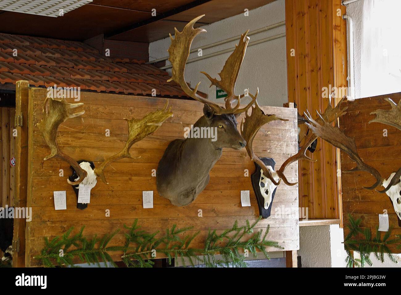 Trophy show, fallow deer Stock Photo - Alamy