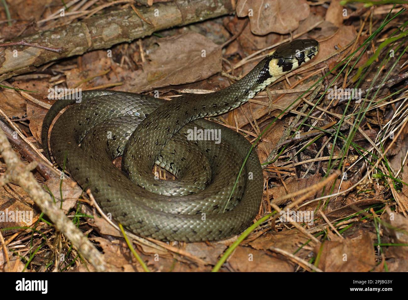 Male snake hi-res stock photography and images - Alamy