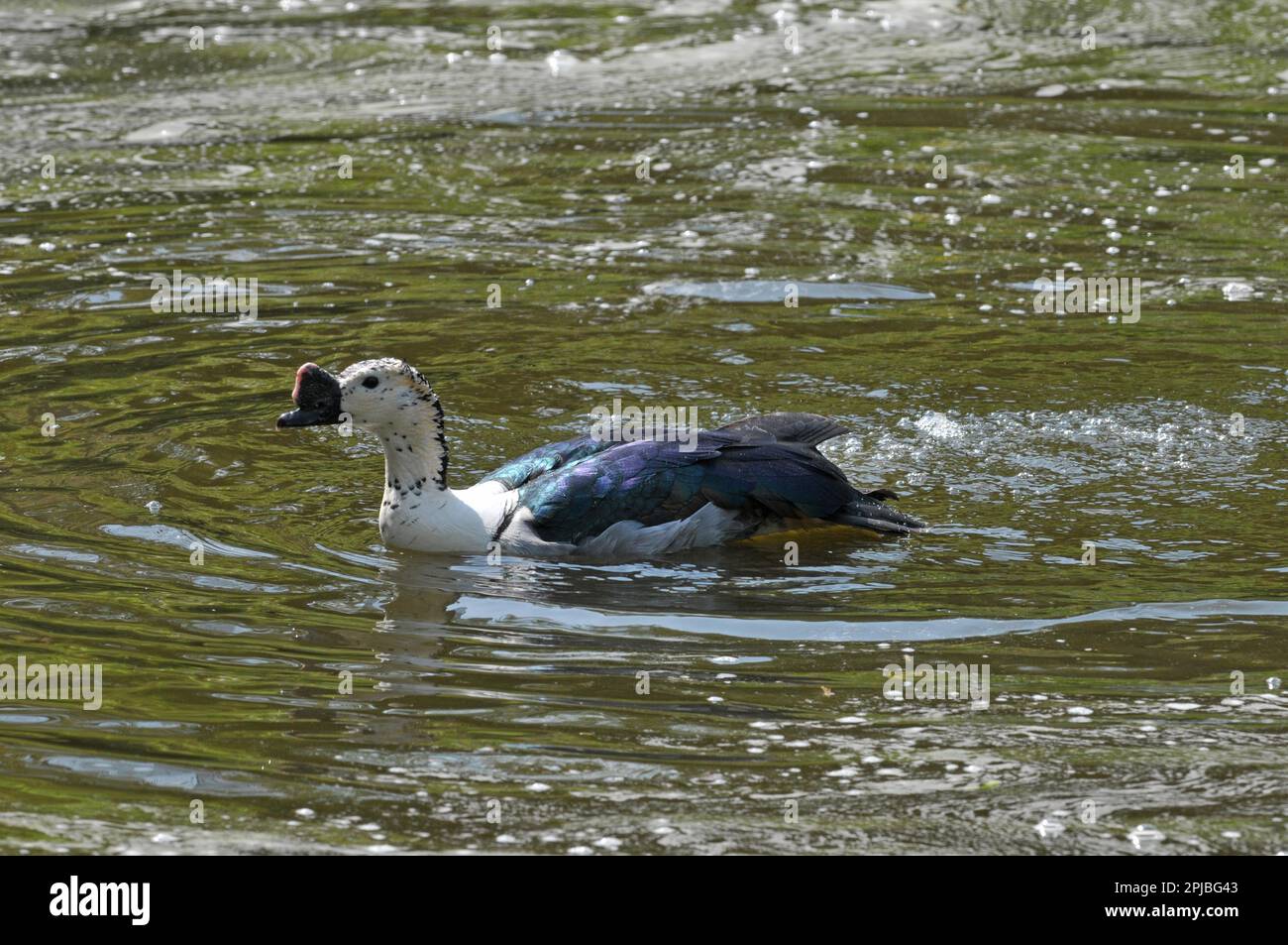 Knob billed goose hi-res stock photography and images - Alamy