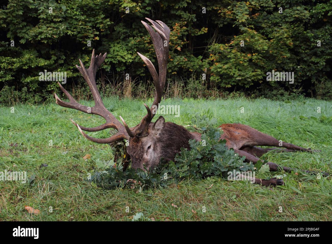 Carcass dead hi-res stock photography and images - Alamy