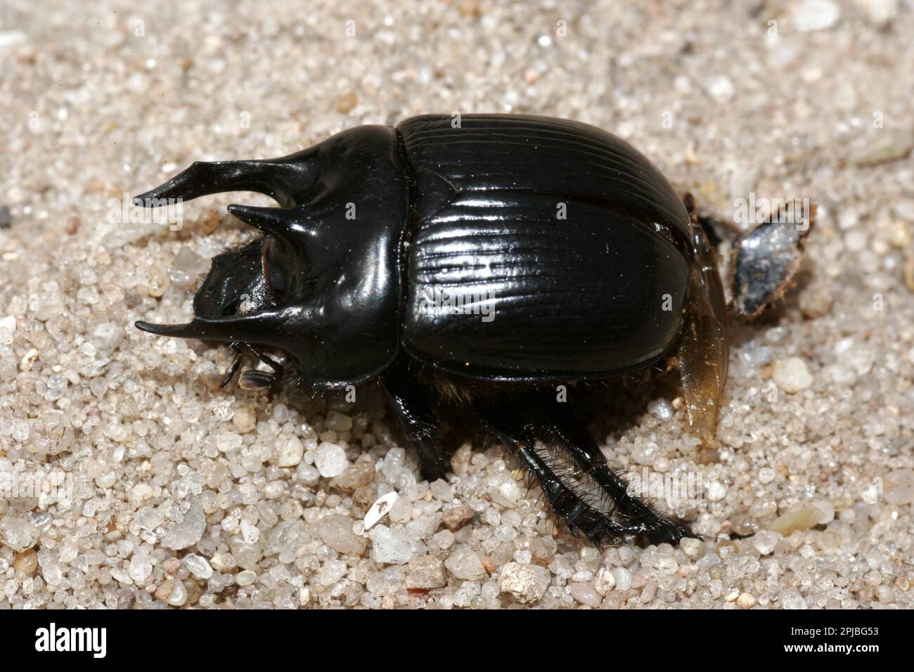 Minotaur beetle hi-res stock photography and images - Alamy