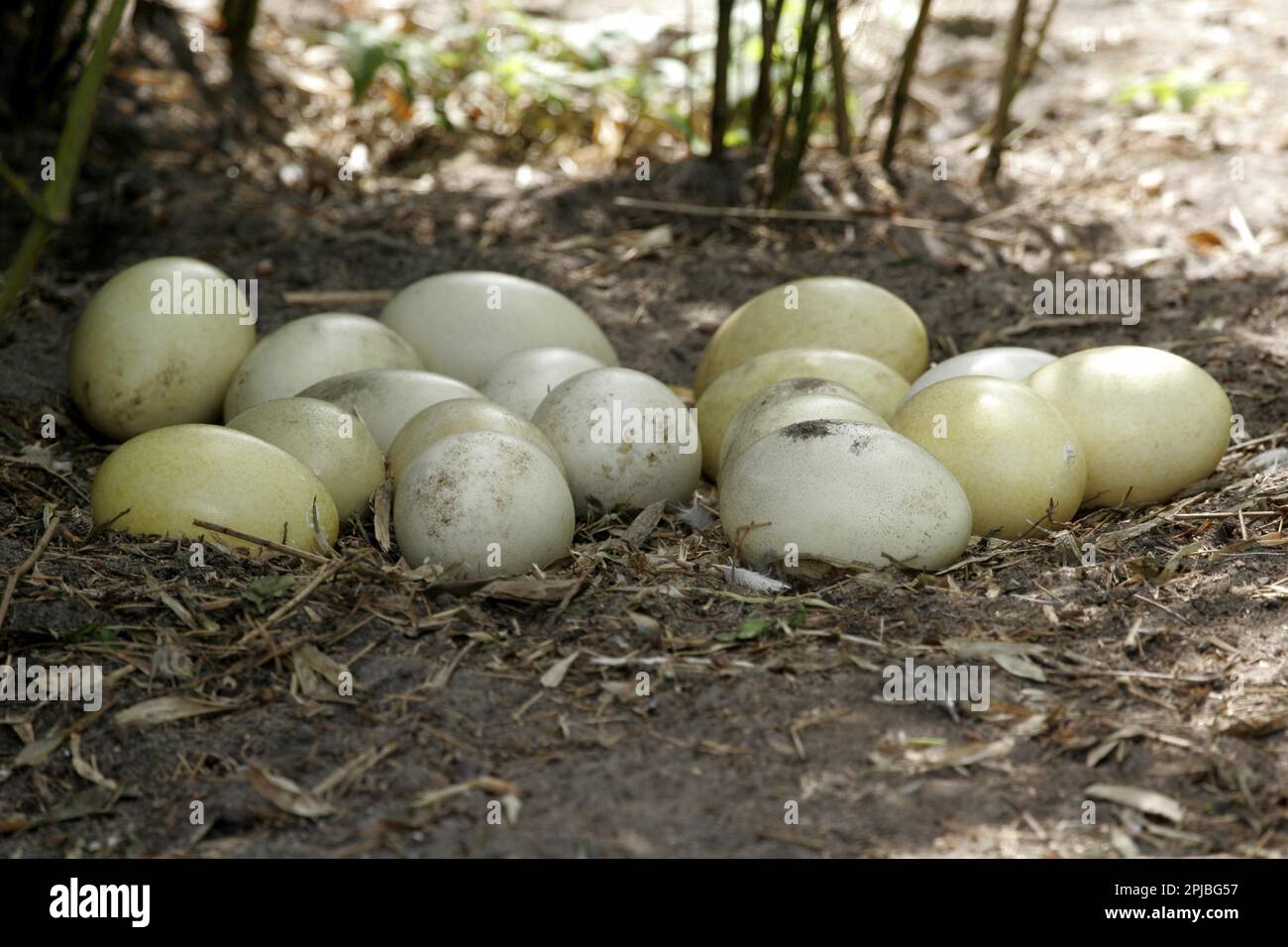 Rhea egg hi-res stock photography and images - Alamy