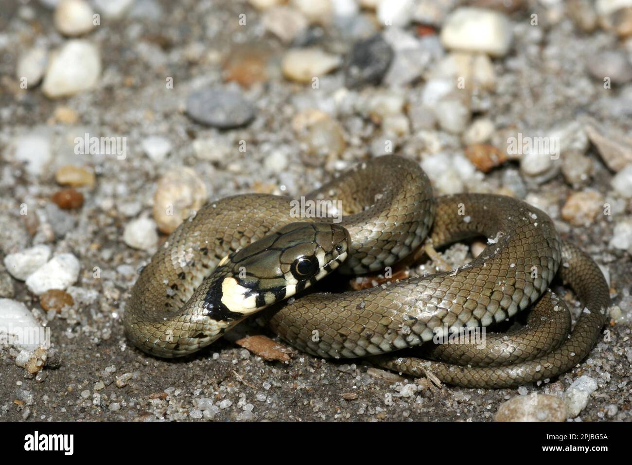 Adult grass snake hi-res stock photography and images - Alamy