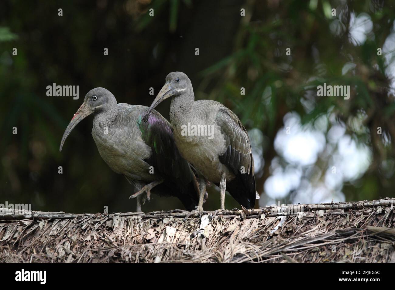 Hagedashi ibis hi-res stock photography and images - Alamy