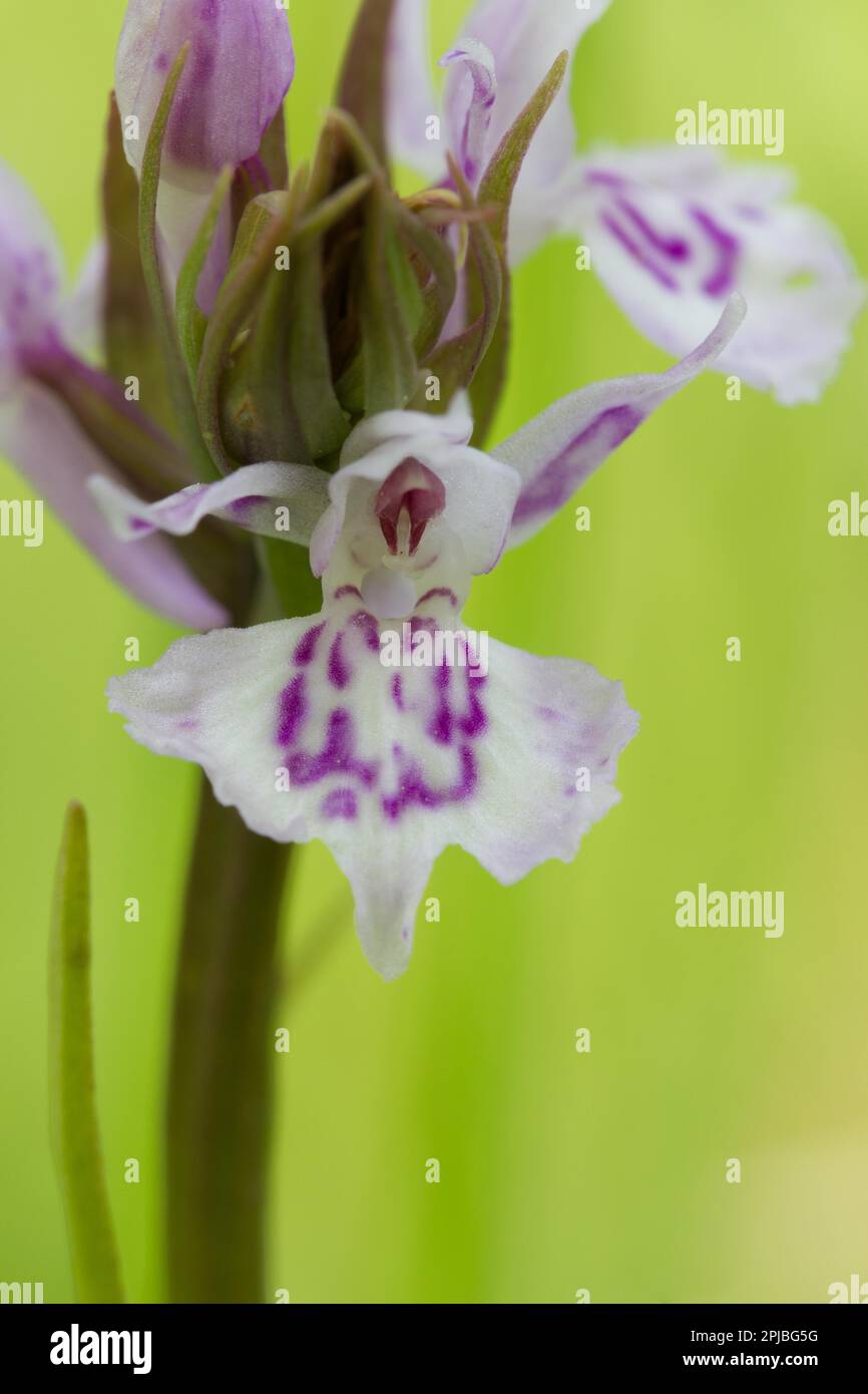 Common Heath Spotted Orchid Stock Photo - Alamy