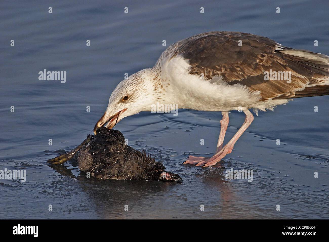 3rd winter hi-res stock photography and images - Alamy