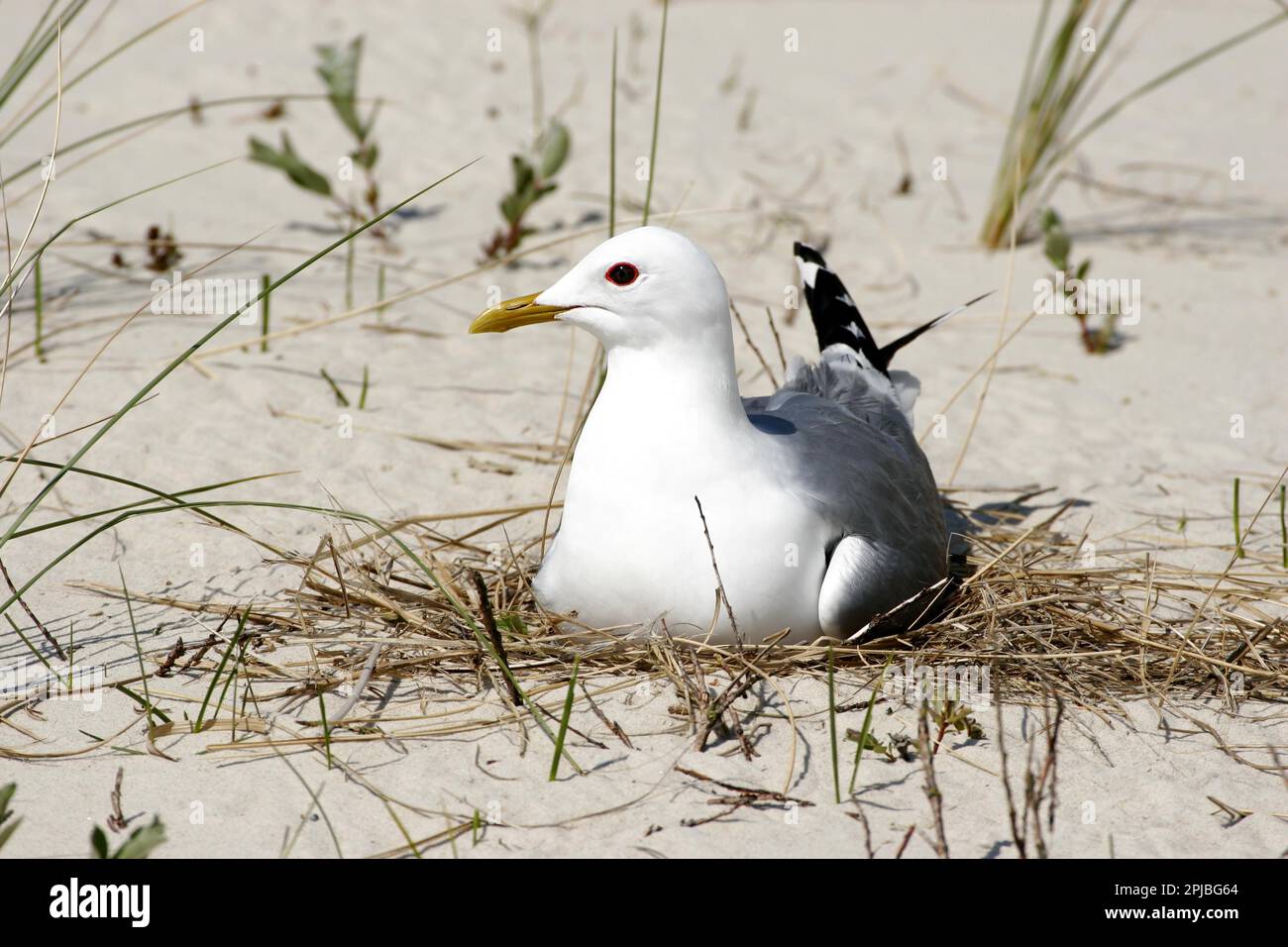 Common gull nesting hi-res stock photography and images - Alamy
