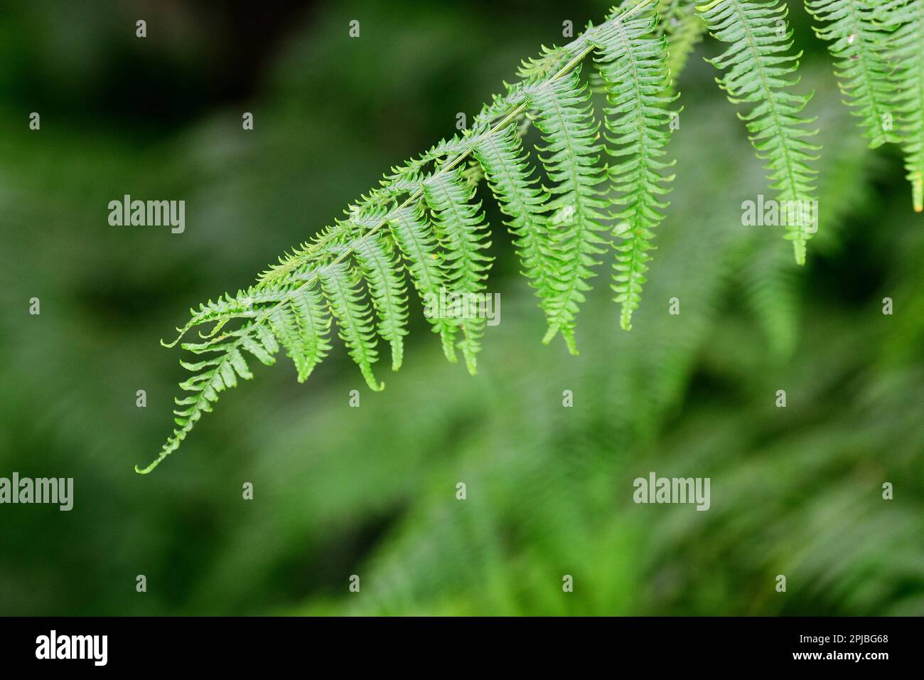 Male fern (Dryopteris filix-mas Stock Photo - Alamy