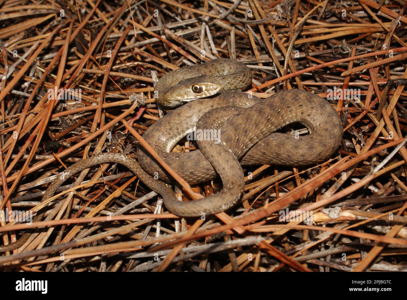Portugal snake hi-res stock photography and images - Alamy