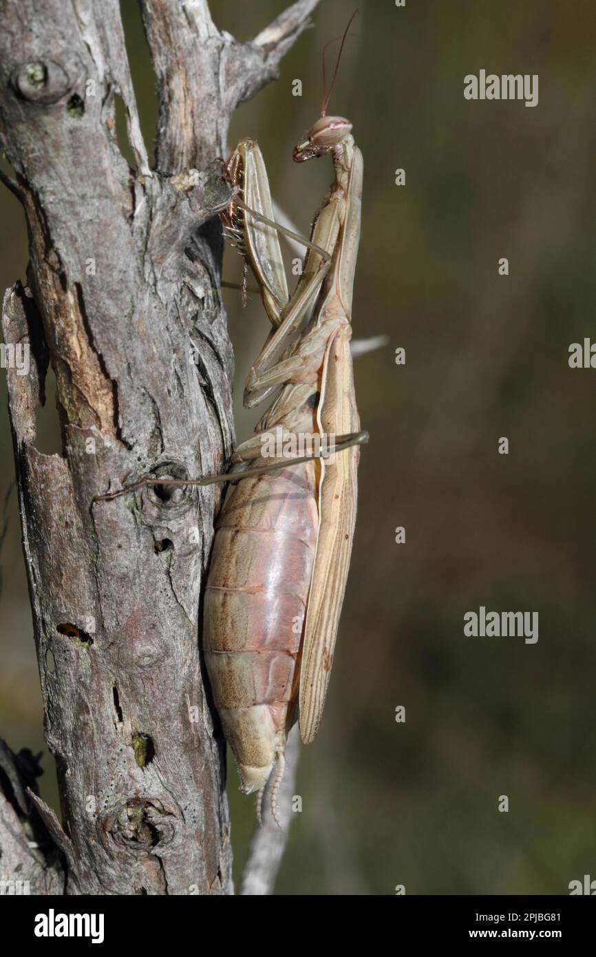 Adult female mantis hi-res stock photography and images - Alamy