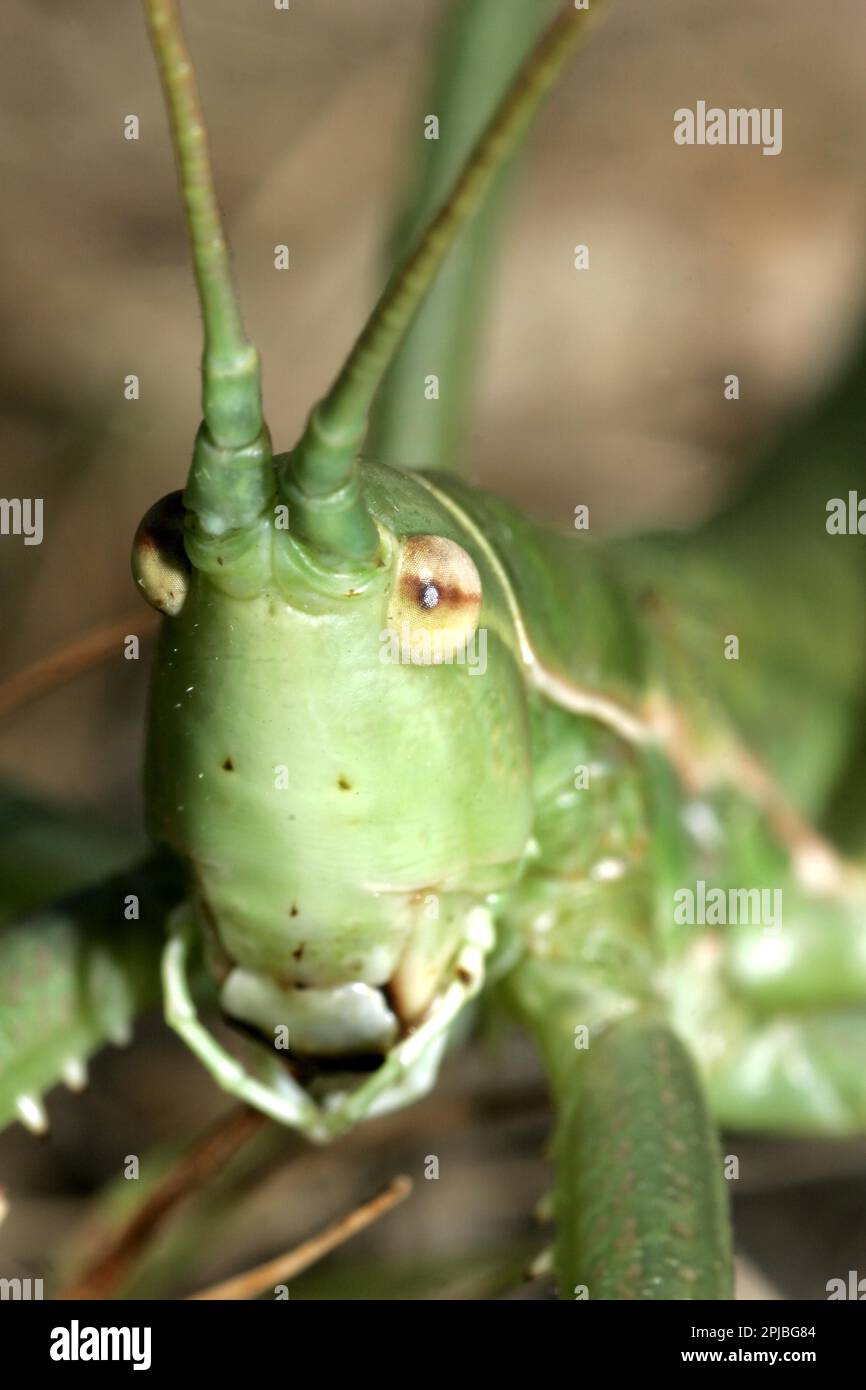 Horned worm hi-res stock photography and images - Alamy